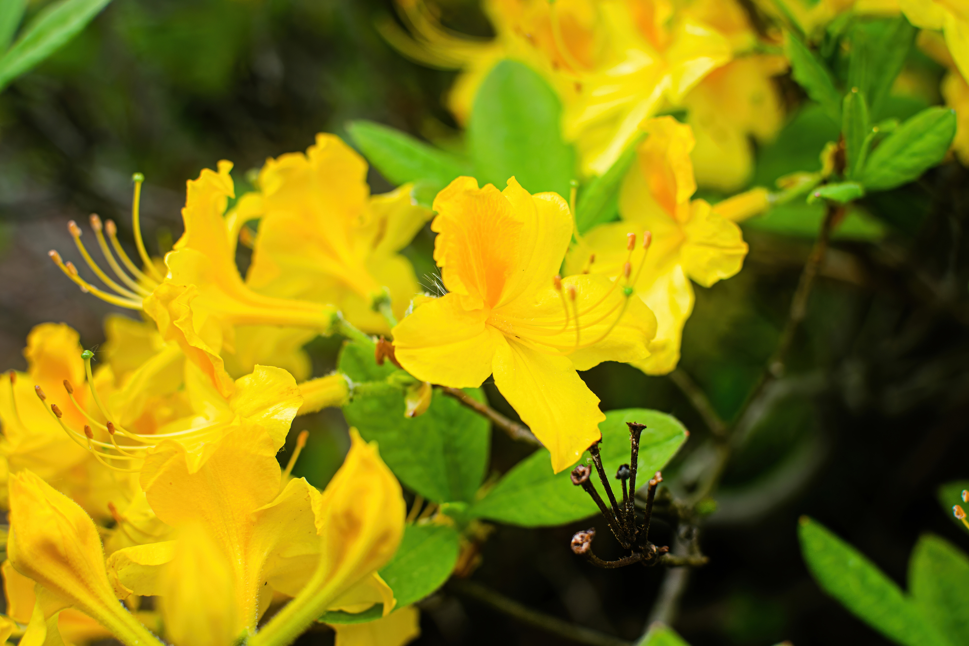 Azalia pontyjska (Różanecznik żółty) - Jak uprawiać i pielęgnować tę ...